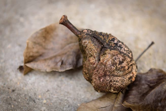 Bradford Pear Tree Diseases » Tips on Identification & Control