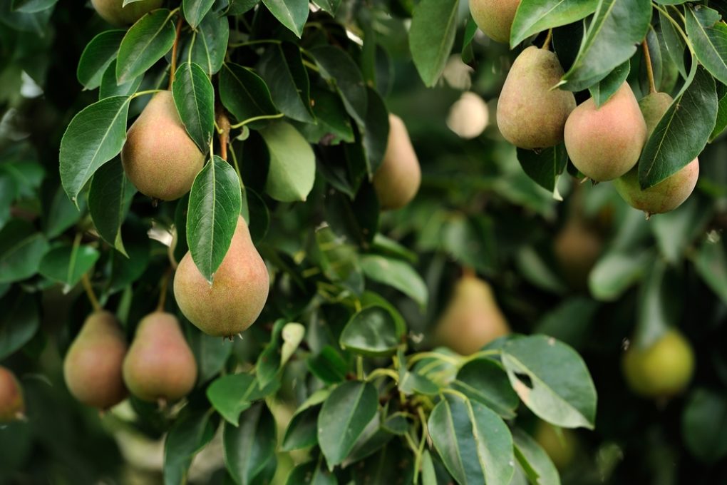 Where Do Pears Grow? » Top Facts & Tips