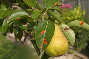 Pear Rust » Tips on Identification & Control