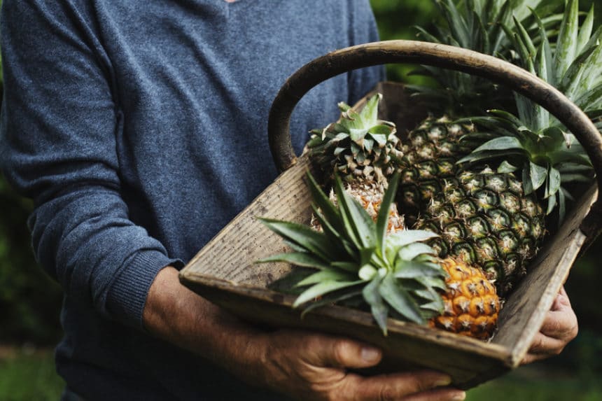 Pineapple Harvest » Tips to Get Your Picking On
