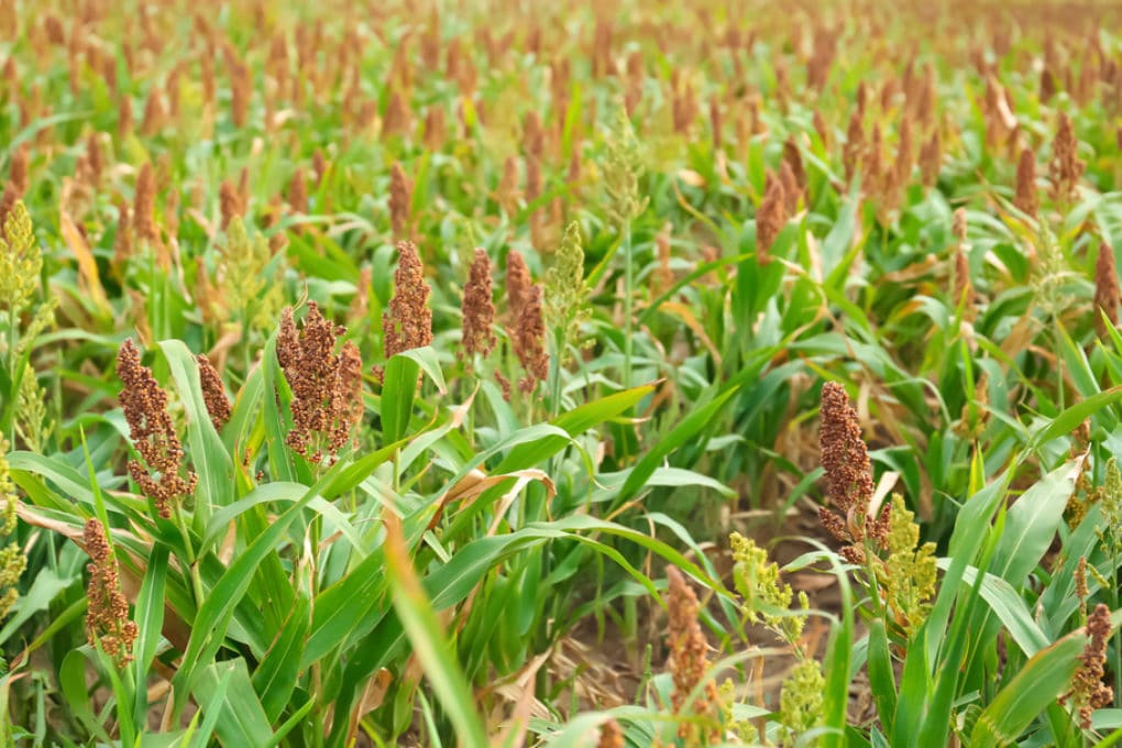 How Many Ears of Corn Per Plant? » Tips for Counting Your Corn