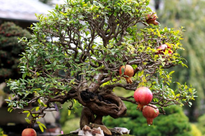 Pomegranate Bonsai » Top Tips on How