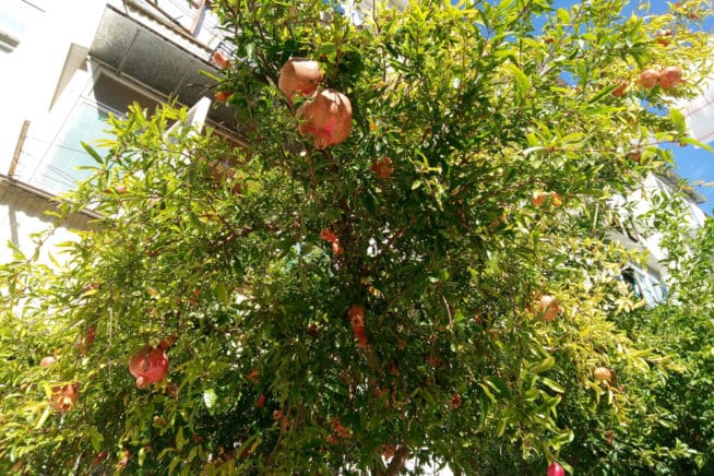 Pomegranate Leaves » Top Facts