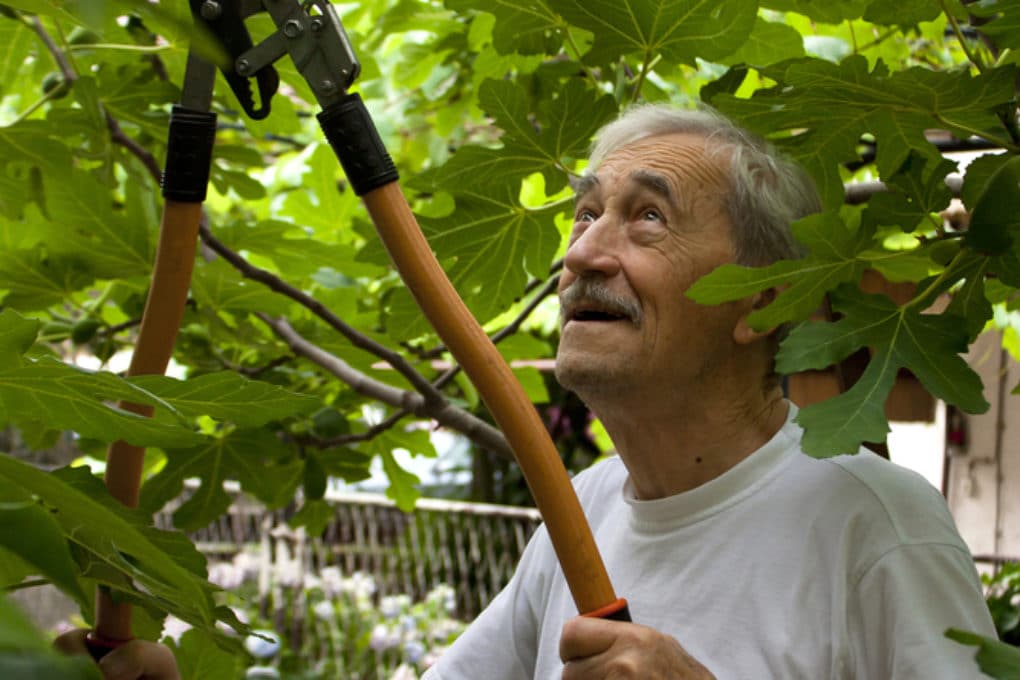 When Do Fig Trees Bloom? » Top Timing Tips
