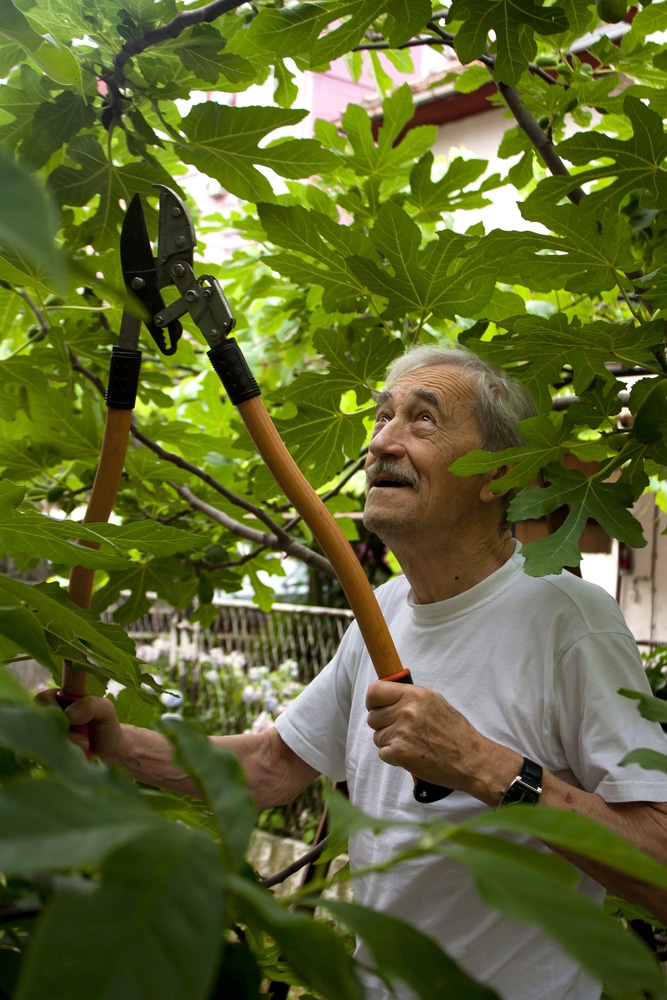 Pruning Fig Trees Tips On Why And How Pruning Fig Trees Tips On Why And How