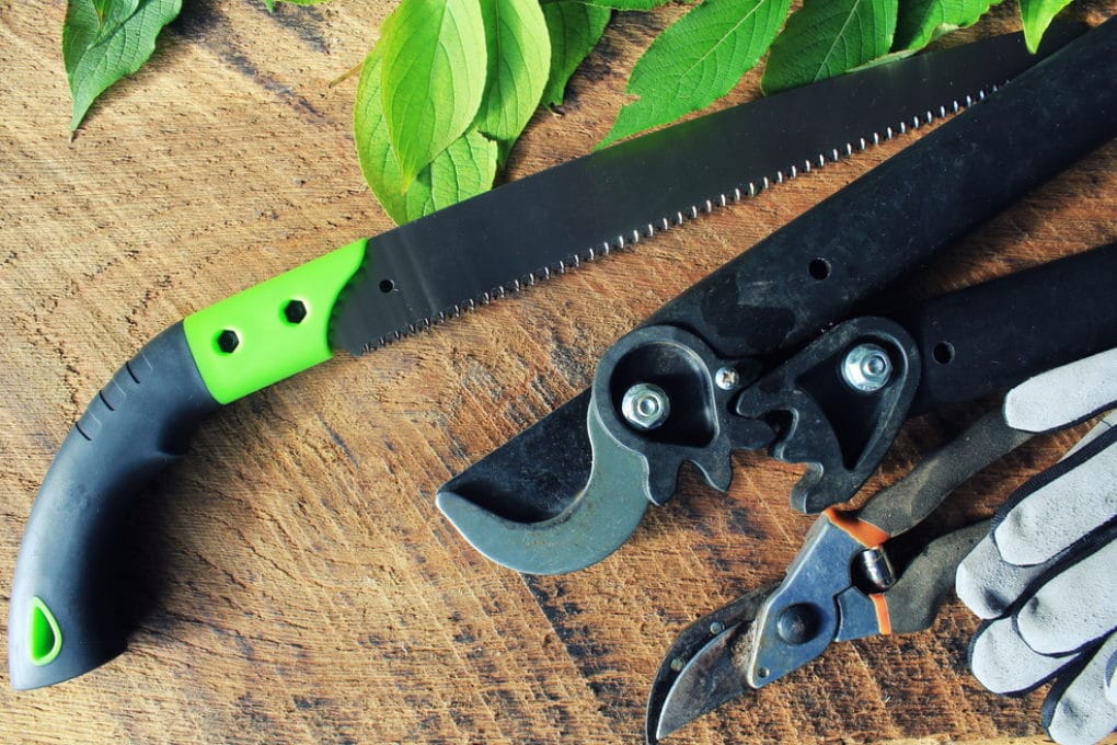 Pruning Jostaberry Plants » Top Trimming Tips