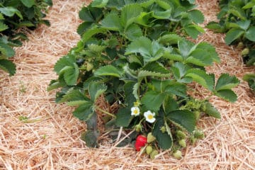 Strawberry Patch » Tips on Growing Juicy Sweetness