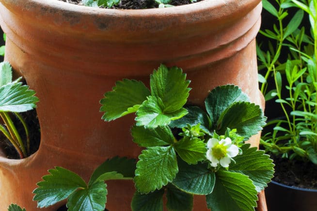 Strawberry Pot » Top Growing Tips