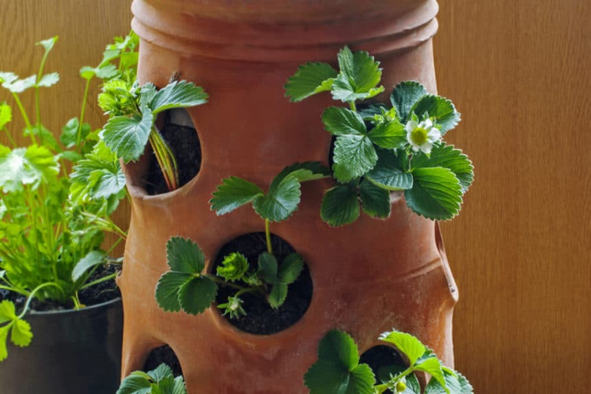 Strawberry Pot » Top Growing Tips
