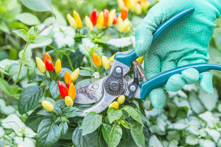 Topping Pepper Plants » Top Pruning Tips