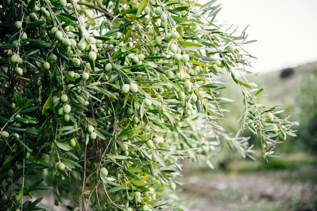 What Does an Olive Tree Look Like? » Top Facts