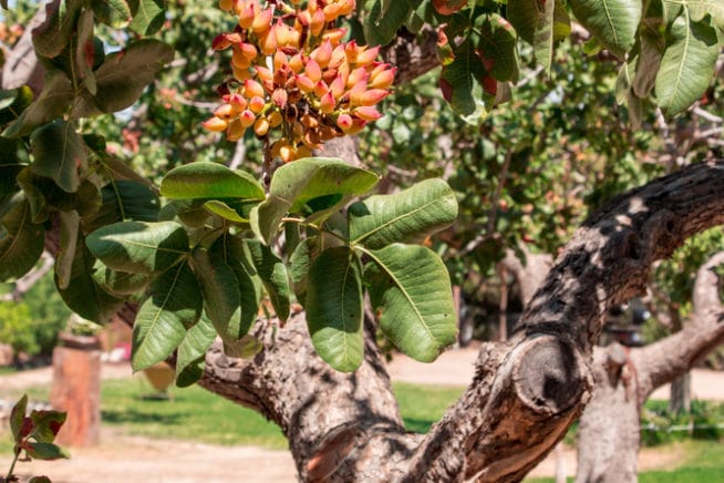 Where Do Pistachio Nut Trees Grow? - Garden.eco