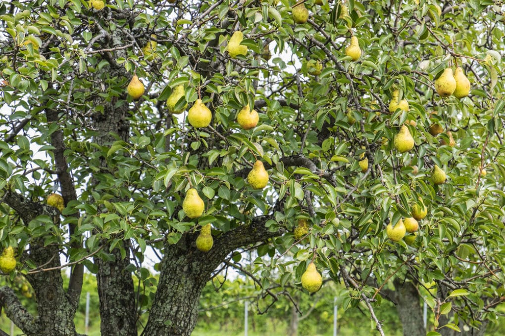 Where Do Pears Grow? » Top Facts & Tips