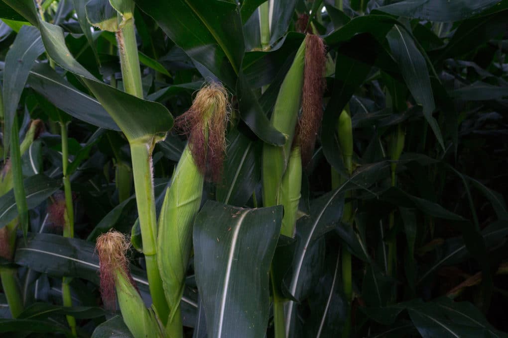 Transplanting Corn » Top Tips for Success