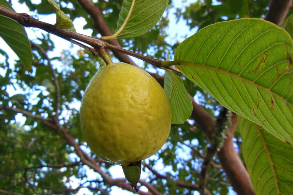 Guava Season » Top Facts & Tips