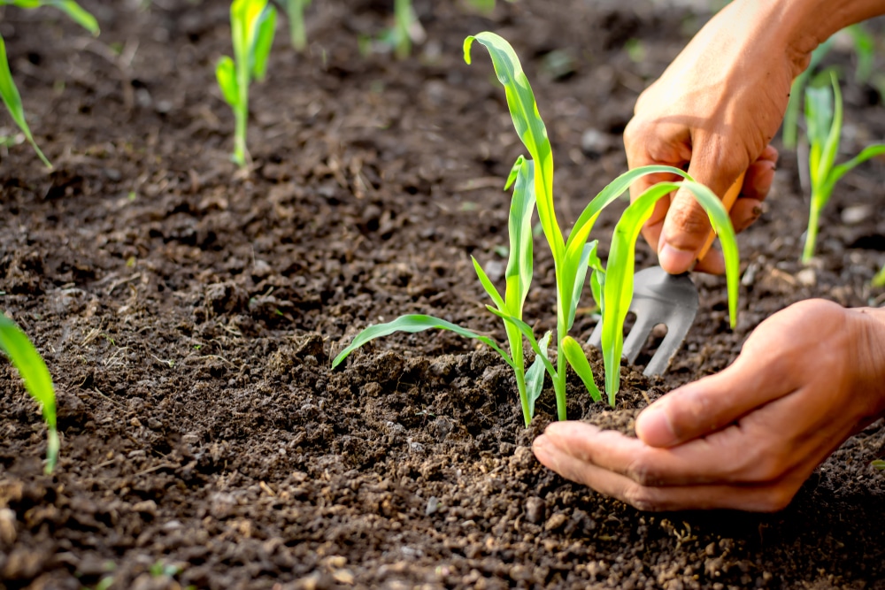 When To Fertilize Corn Top Timing Tips When To Fertilize Corn Top Timing Tips