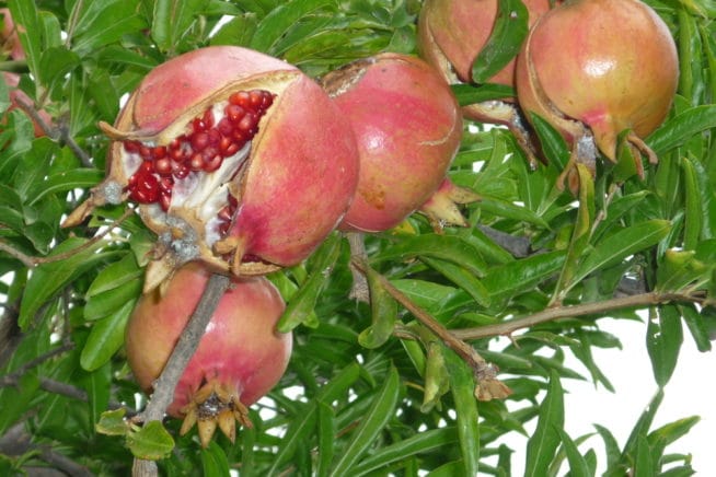 When is Pomegranate Season? » Top Tips