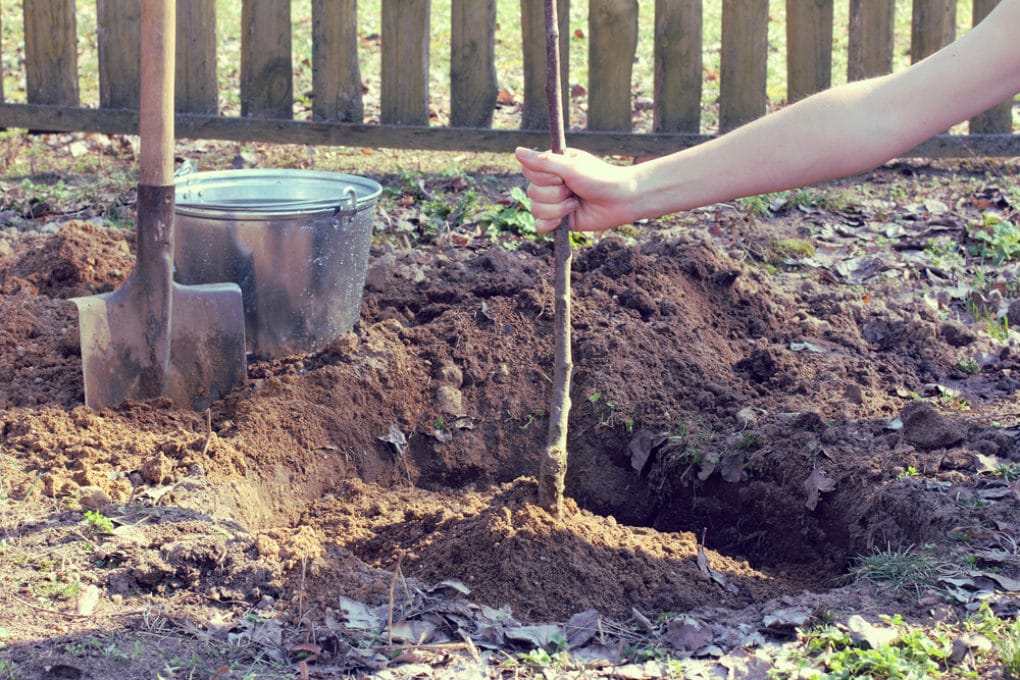 Can You Plant Cherry Pits? » Yes, But It's Not Like Mom