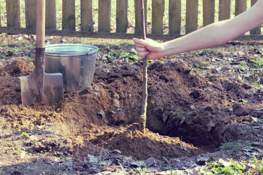Weeping Cherry Tree Care » Tips for Happy & Healthy