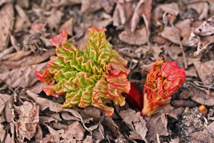 Transplanting Rhubarb » Timing is Everything