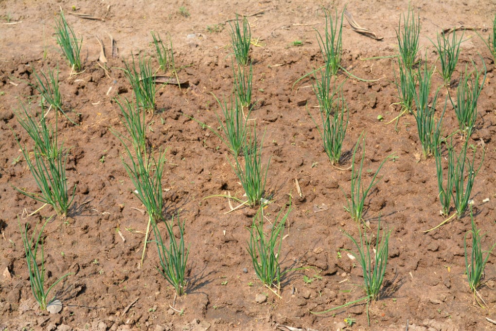 When to Plant Shallots » Top Timing Tips