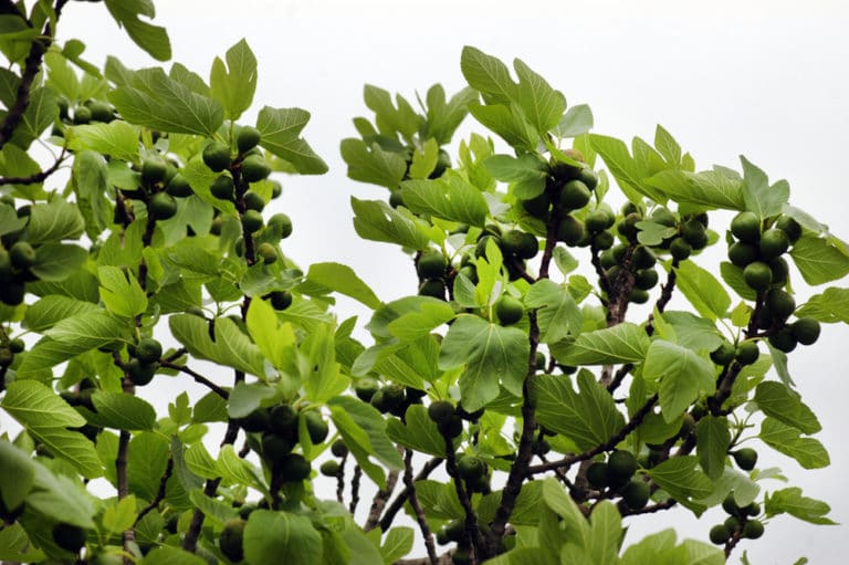 Potted Figs Trees » All the Top Growing Tips