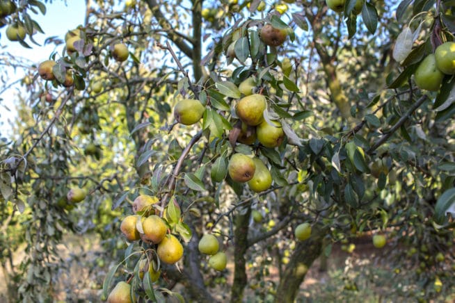 Growing Pear Trees » Top Tips for Success