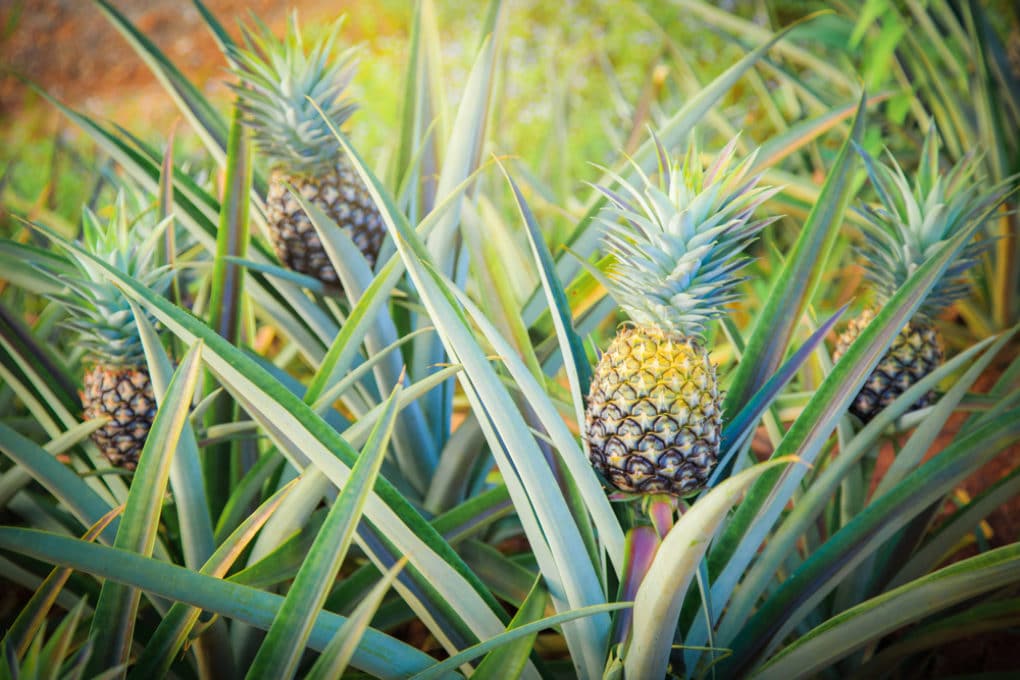 How Do Pineapples Grow? » Top Facts & Tips