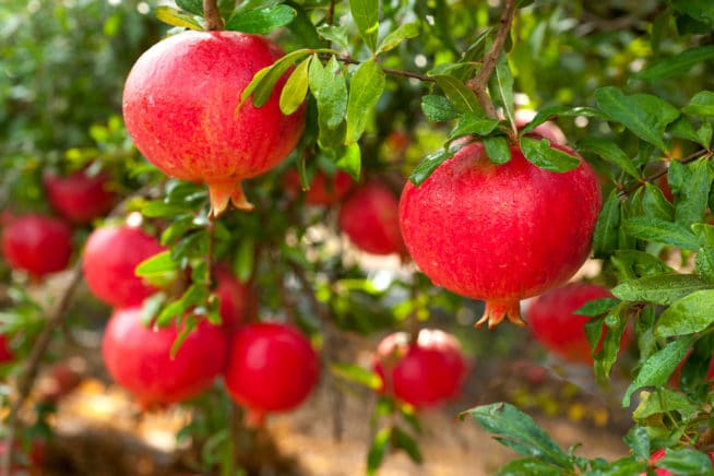 Where Do Pomegranates Grow? » All the Facts