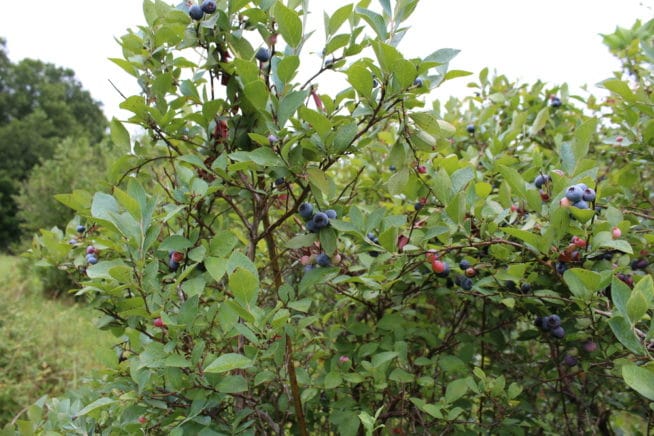 Difference Between Huckleberry and Blueberry
