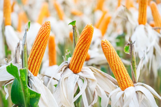 Corn Growing Season » Tips on When to Plant