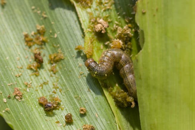 Corn Pests » Identification & Control Tips