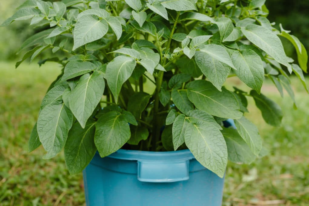 Growing Potatoes in Containers is Easy as Pie!