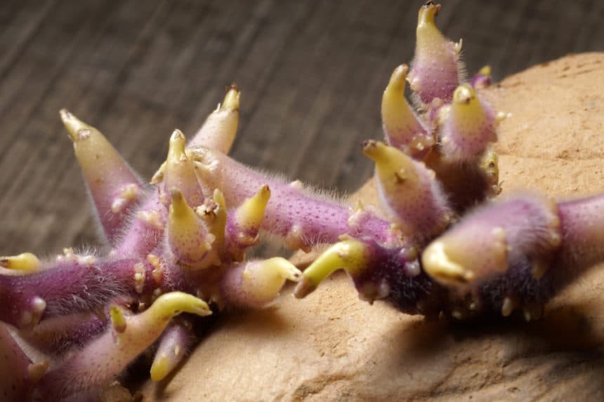 Hilling Potatoes » Top Tips on How, When & Why