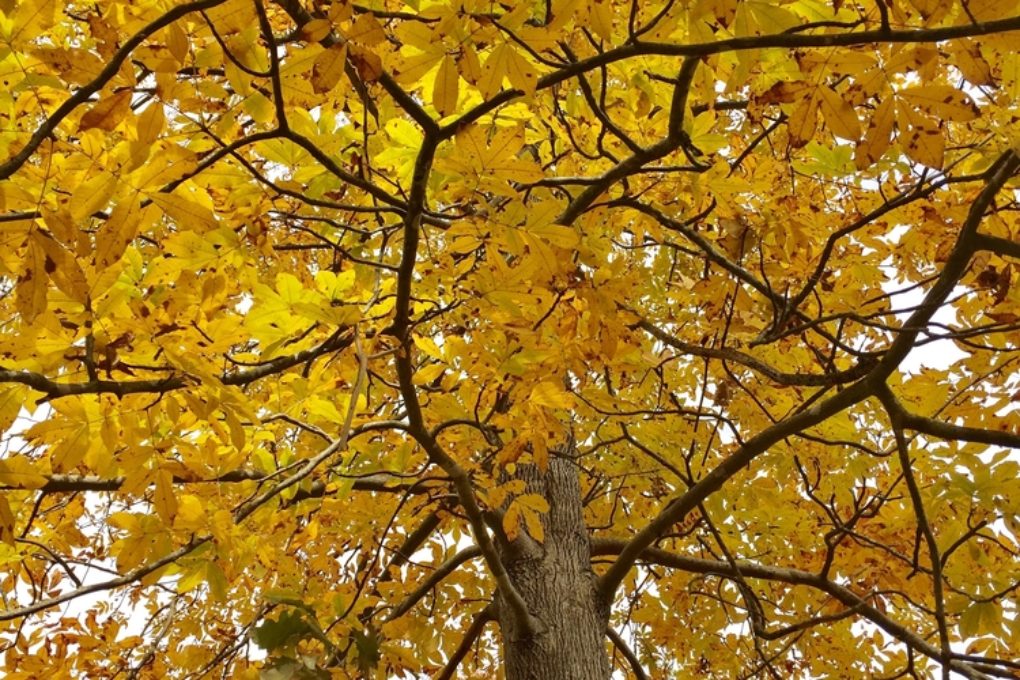 Hickory Tree Leaves And What They Do Garden Eco