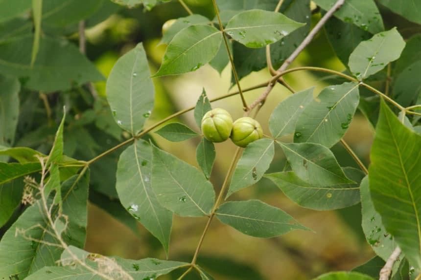 Hickory Tree Leaves And What They Do Garden eco