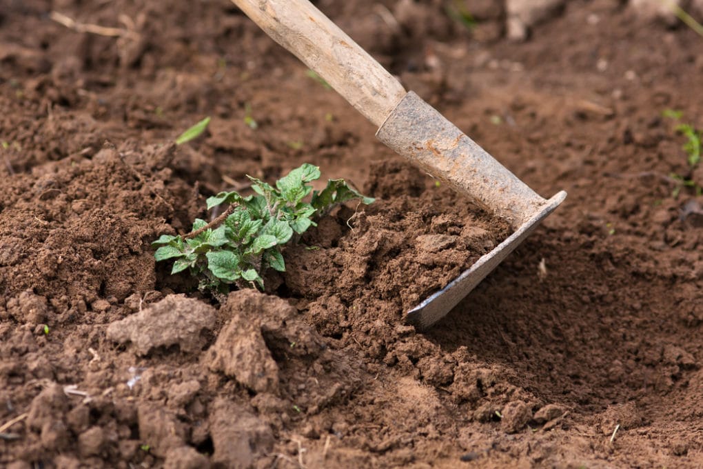 How Do Potatoes Reproduce? » Top Facts