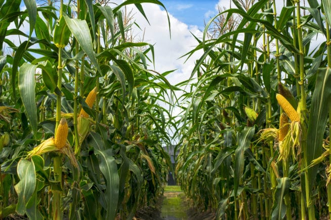 Where is Corn Grown? » Top Fact & Tips