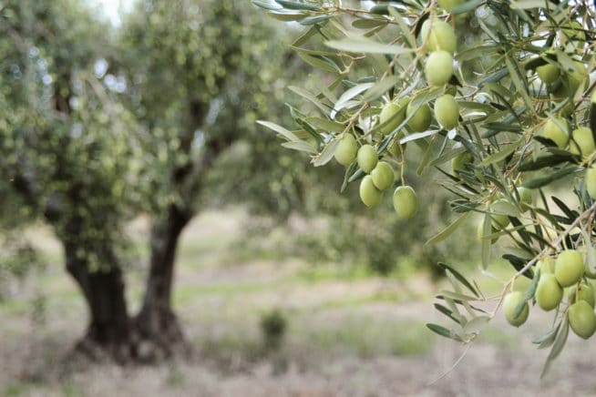 Where Do Olives Grow? » All the Facts