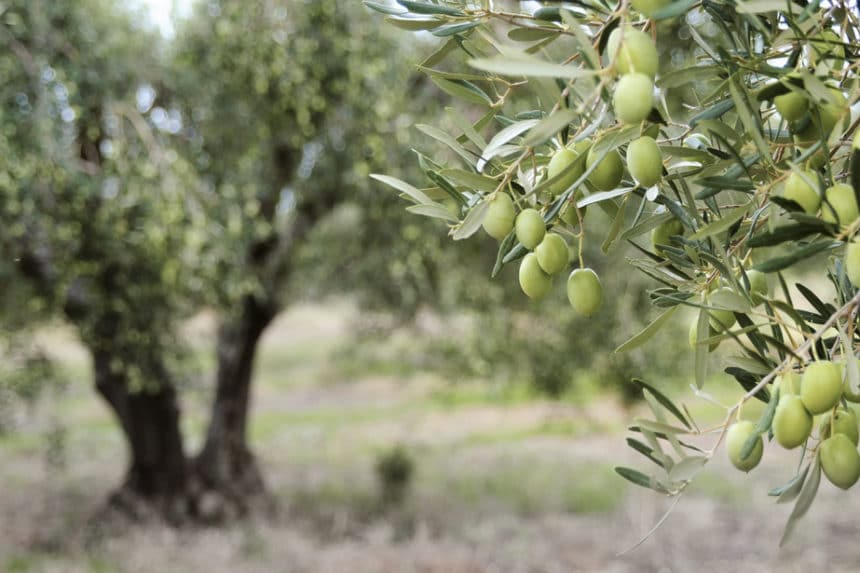 Where Do Olives Grow? » All the Facts