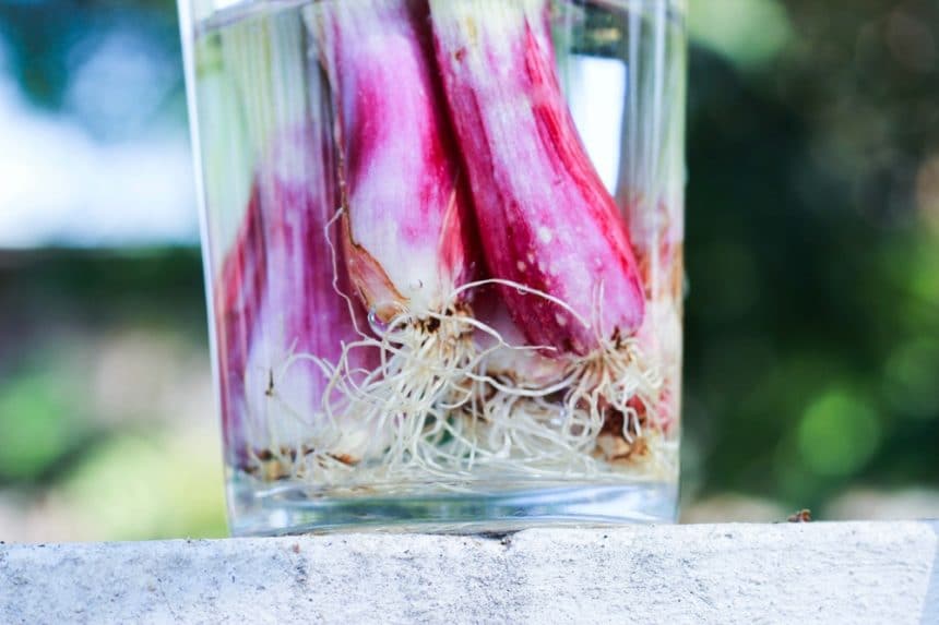 How to Regrow Scallions » Top Tips on Easy