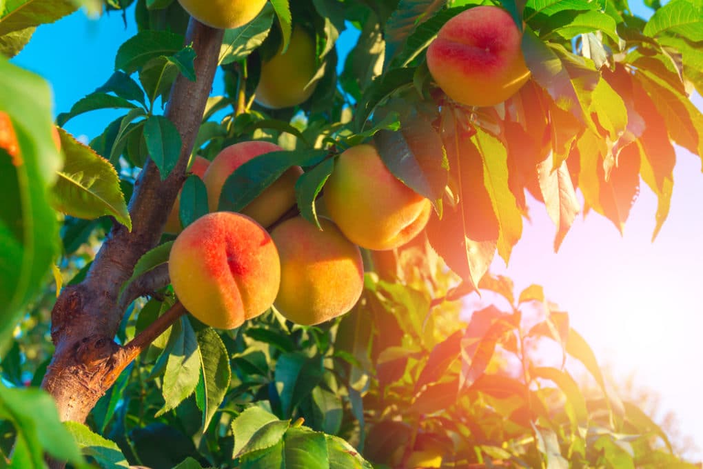 When Do Peach Trees Bloom? » All the Facts
