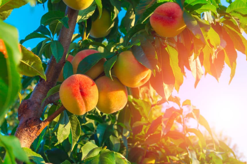 When Do Peach Trees Bloom? » All the Facts