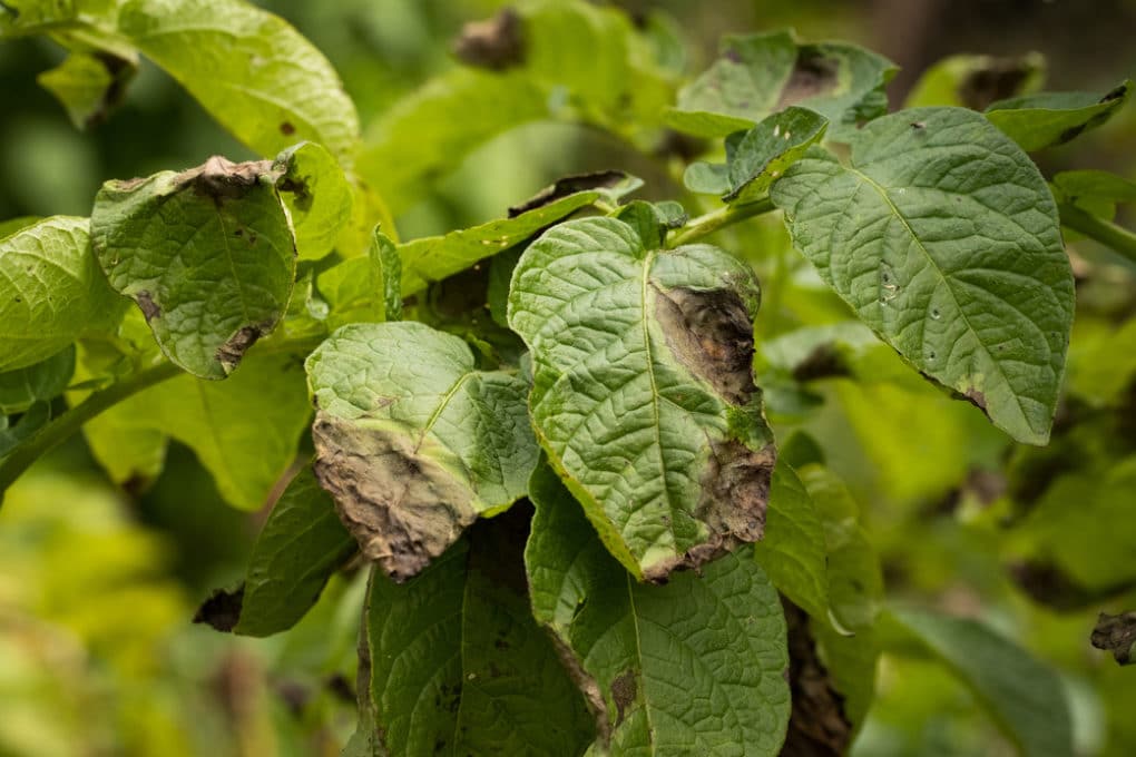 Potato Worm & Top Tips on Control