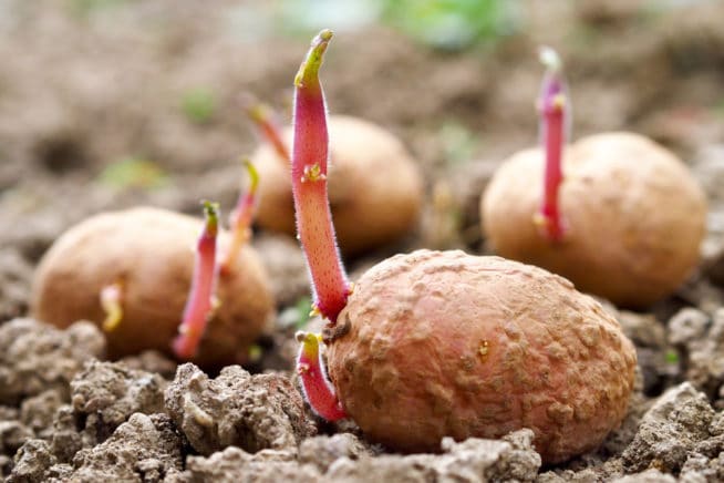 Potato Sprouts » Top Facts & Tips