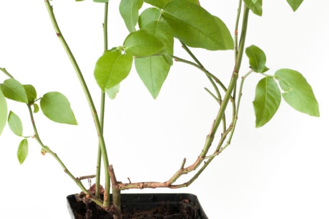 Propagating Blueberries » Top Tips for Success