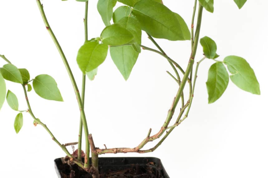 Propagating Blueberries » Top Tips for Success