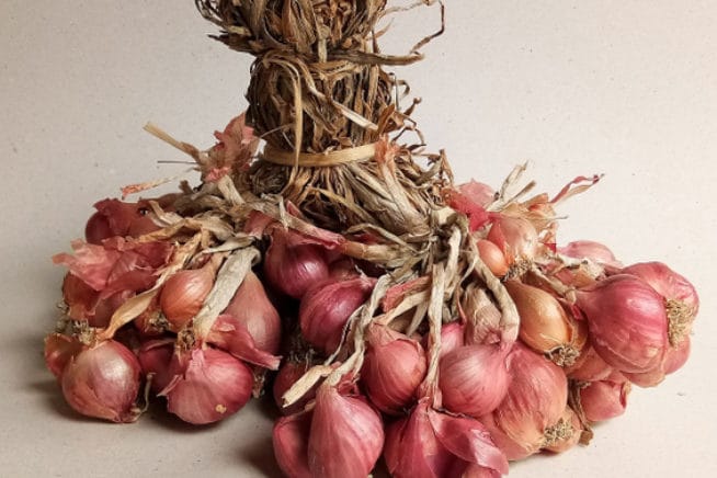 Shallot Sets » Top Growing Tips