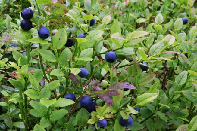 Blueberry Bush Size Depends on Type