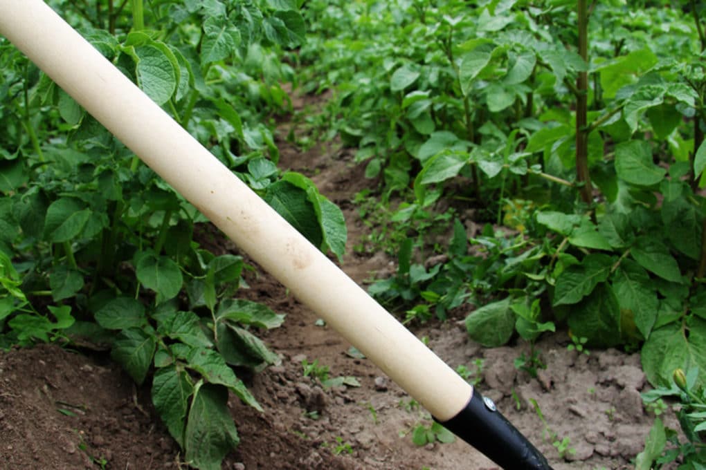 How Do Potatoes Reproduce? » Top Facts